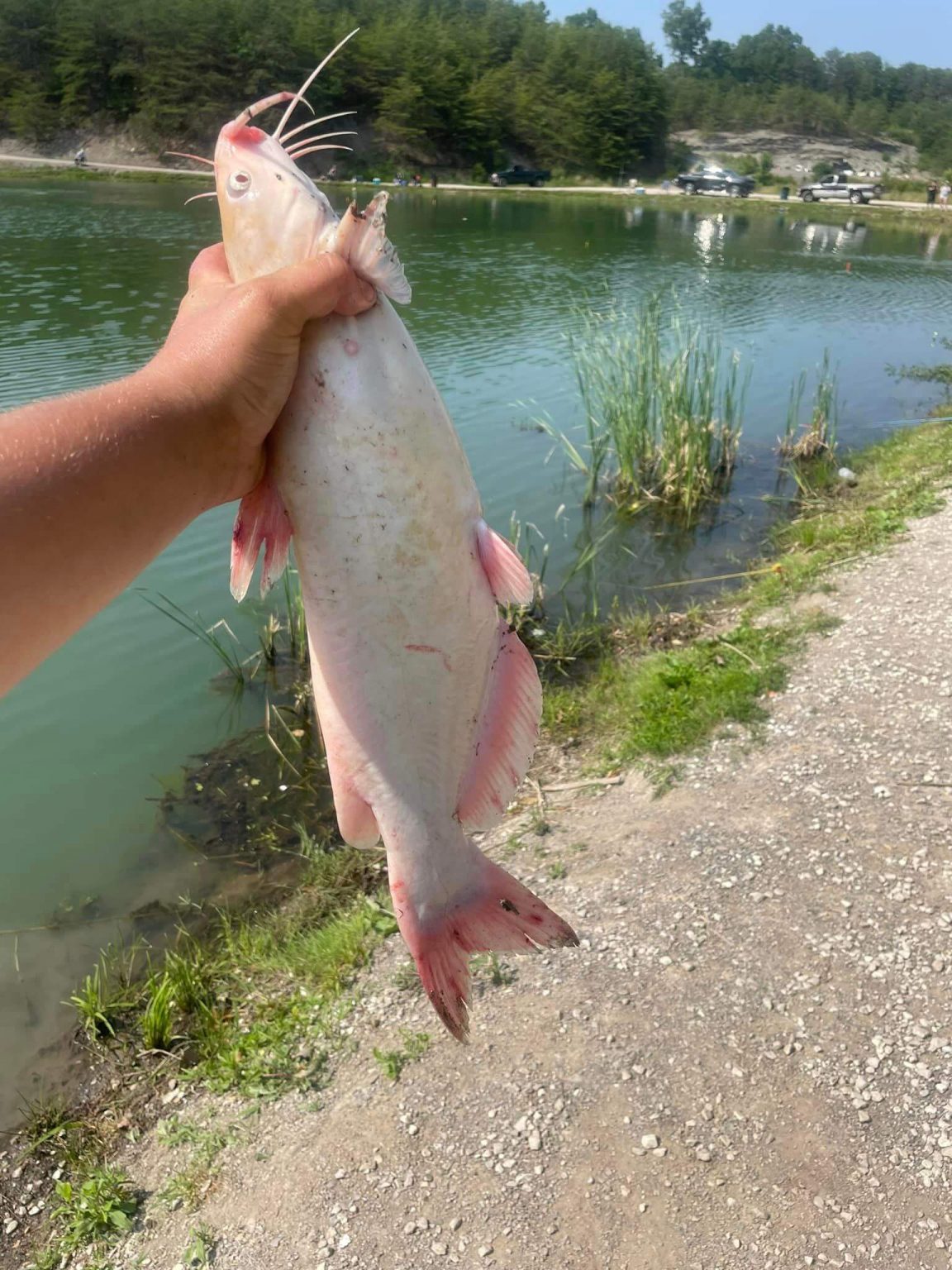 Ray's Hog Holler Pay Lake – Fishing pond in Kentucky